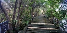 Wildlife Sanctuary Crooked Tree Belize